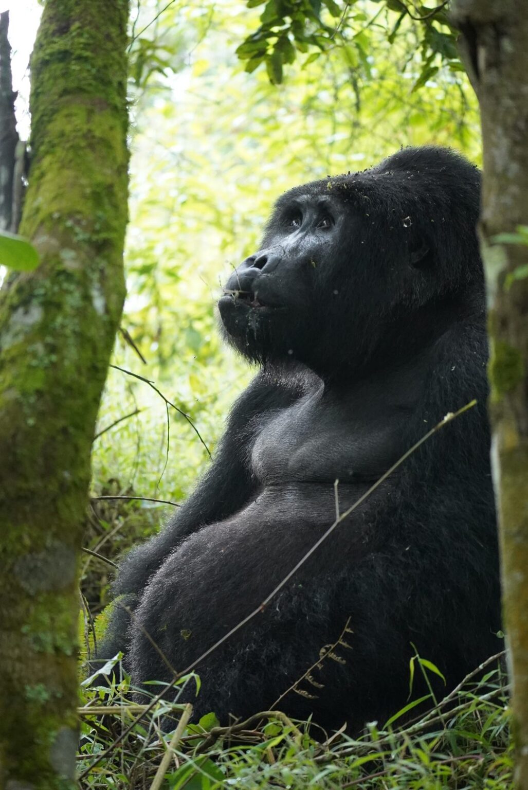 Gorilla Safari Packing List - Uganda Gorilla Tours